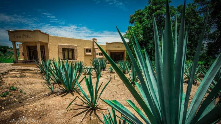 Xarope de Agave: Quais os benefícios, para que serve e como fazer ...