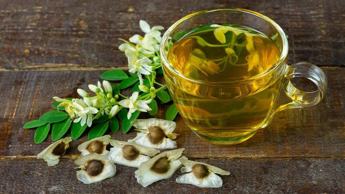 Os benefícios da moringa: Conheça as 5 vantagens incríveis para a saúde ...