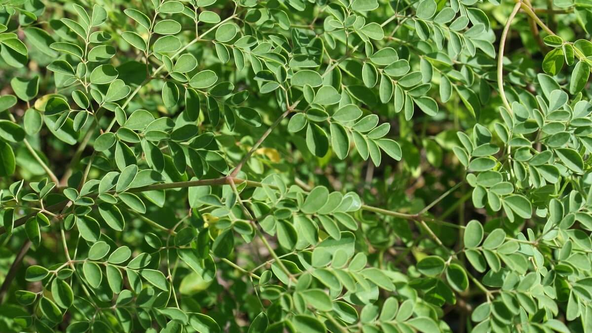 Os benefícios da moringa: Conheça as 5 vantagens incríveis para a saúde ...