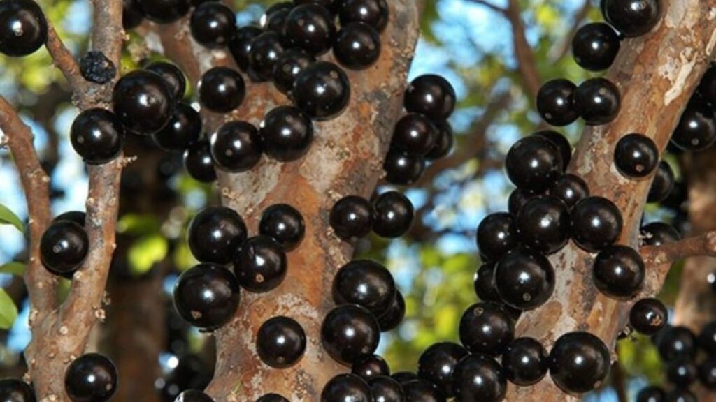 Conheça agora 12 Benefícios Jabuticaba para a saúde que você não sabia ...