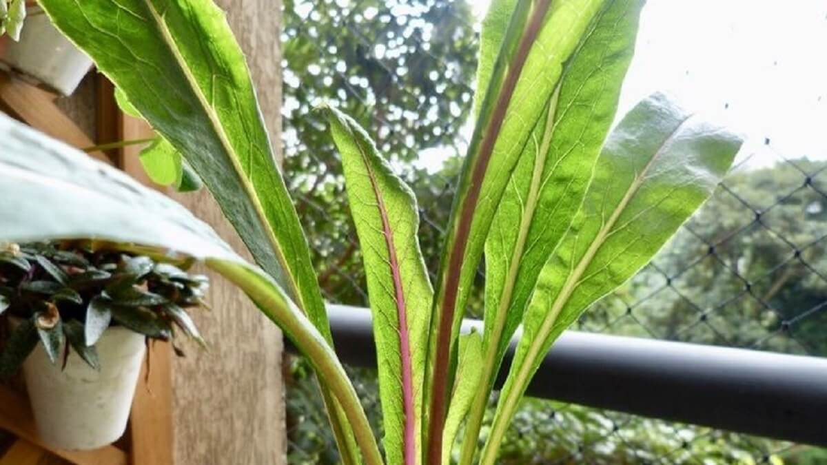 Almeirão roxo benefícios: Vitaminas, Minerais e muitos Nutrientes ...