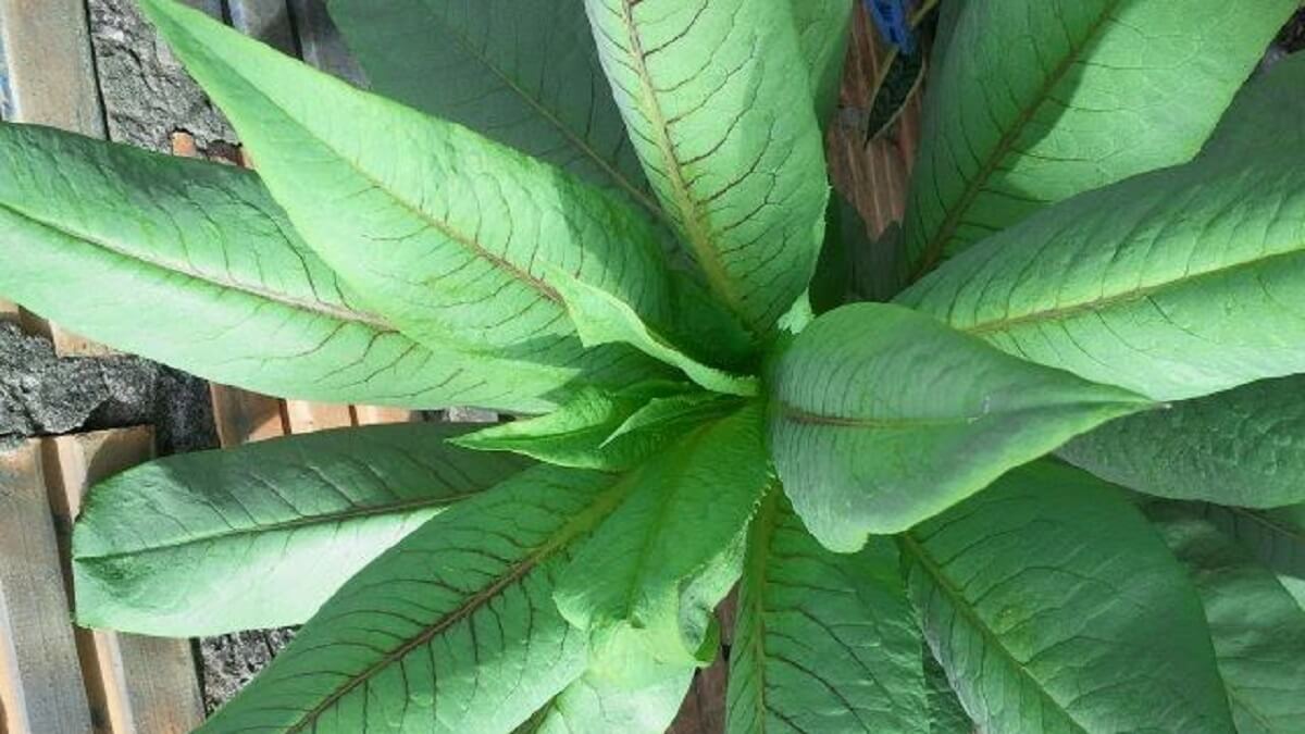 Almeirão roxo benefícios: Vitaminas, Minerais e muitos Nutrientes ...