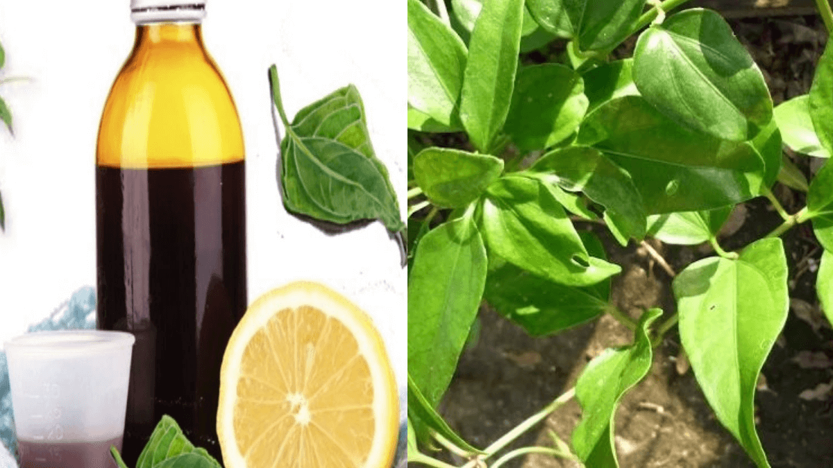 Xarope de guaco com limão e alho: Saúde e sabor! - Blog Vale Saúde