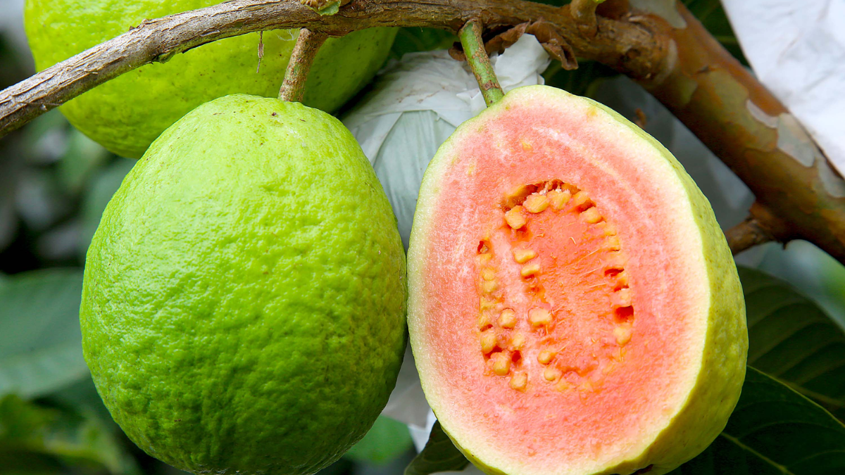 Comidas com a Letra G: Descubra as Mais Consumidas e Seus Incríveis ...