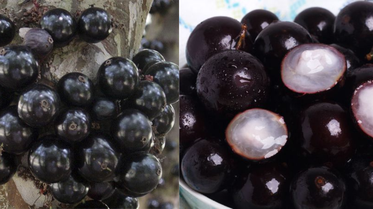 Comidas com a Letra J: Descubra as Mais Consumidas e Seus Benefícios ...