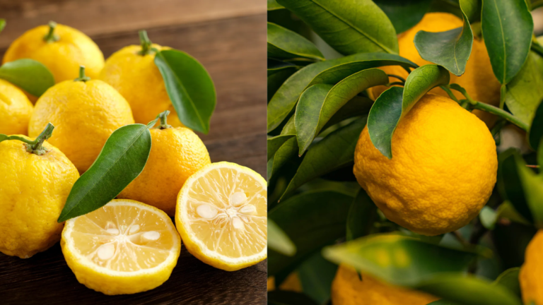 Frutas com a Letra Y: Descubra as Mais Consumidas e Seus Incríveis ...